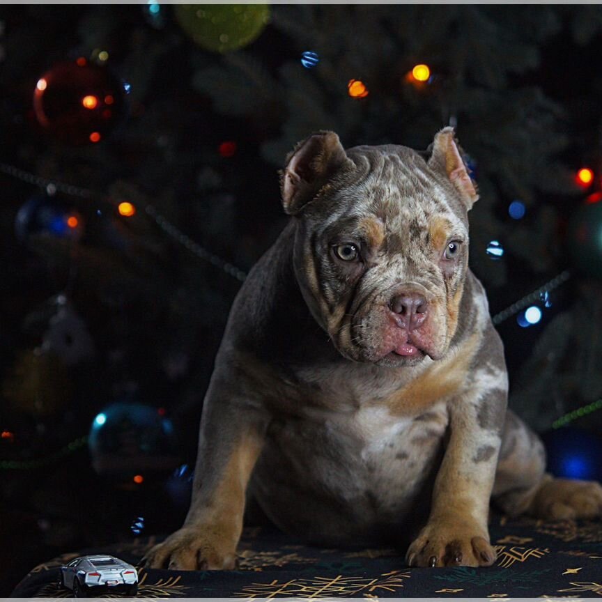 Американский булли, щенок