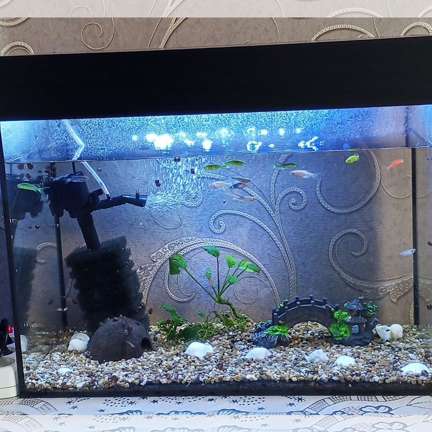 Аквариум с рыбками
