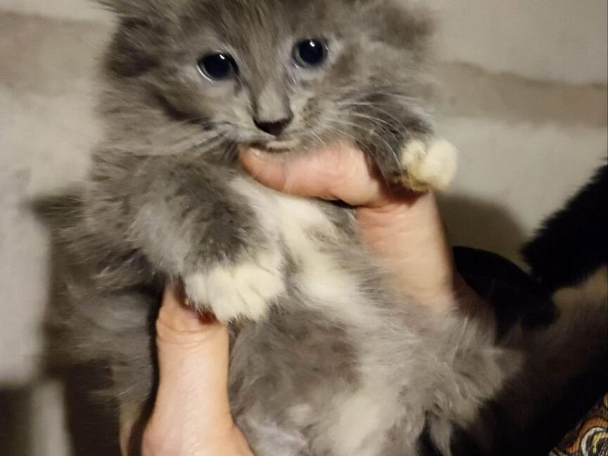 Котята в добрые руки 1 месяц