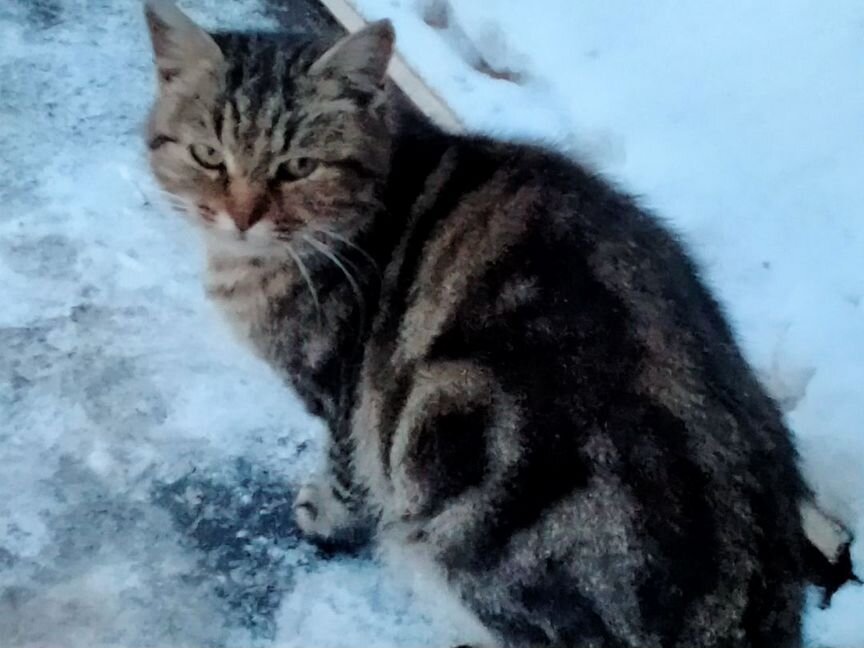 Кошка