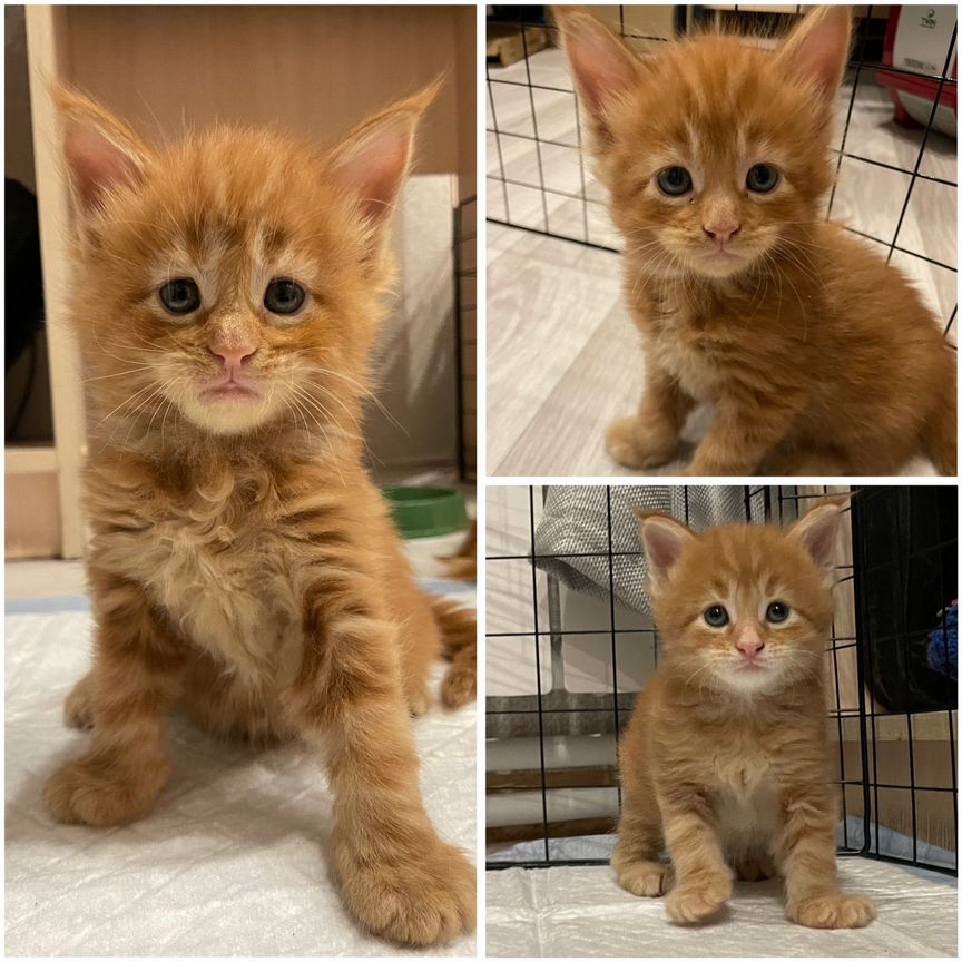 Котята мейн-кун