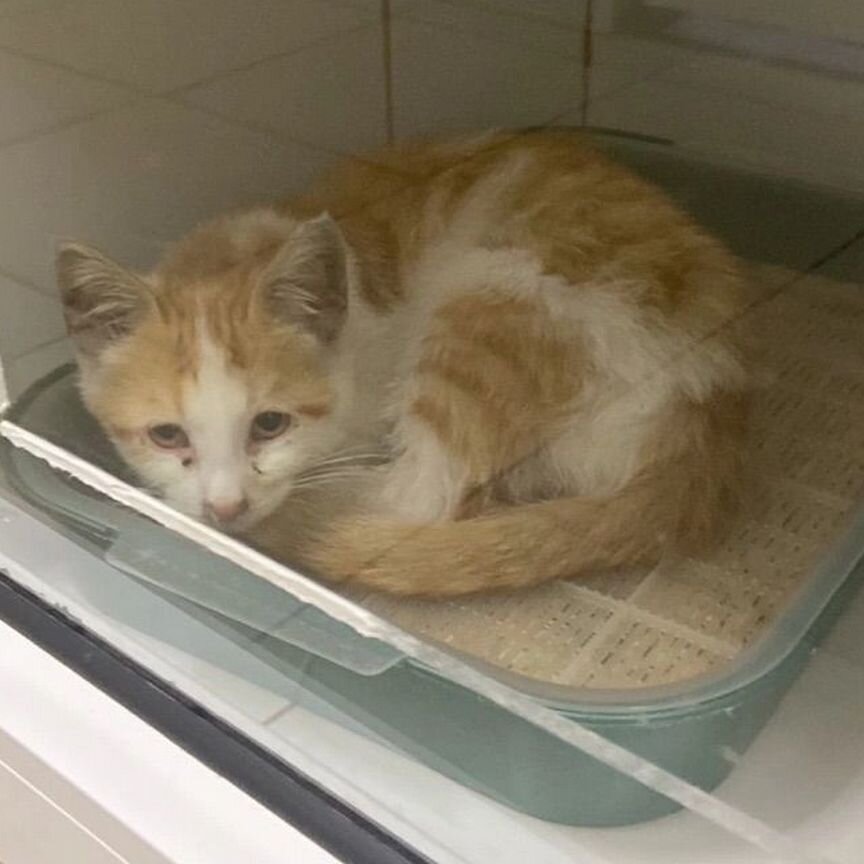 Котенок в добрые руки нужна помощь