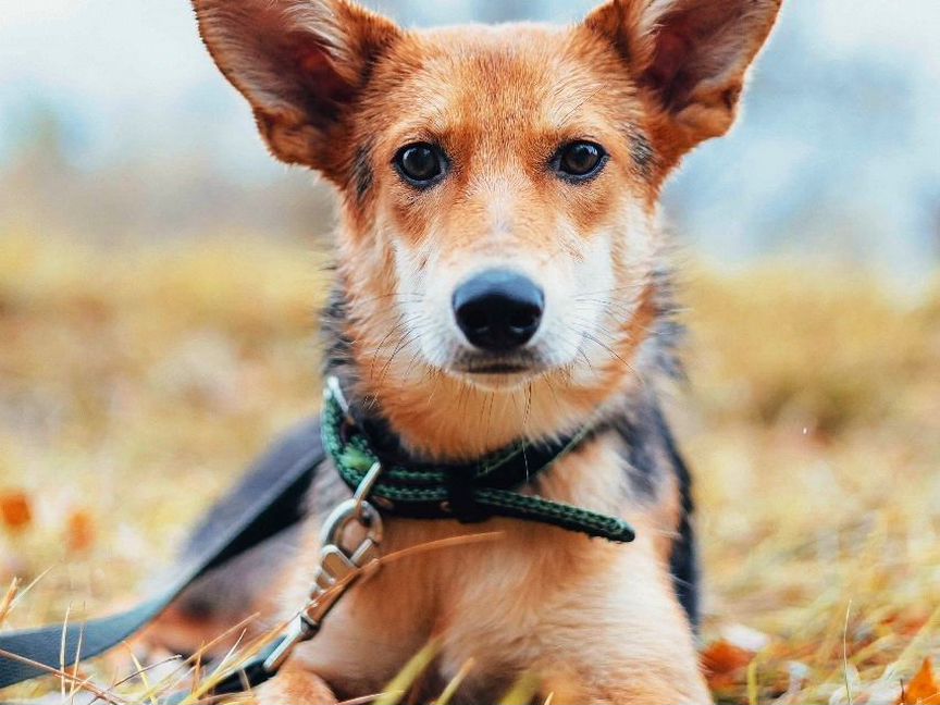 Ушастый щенок в добрые руки