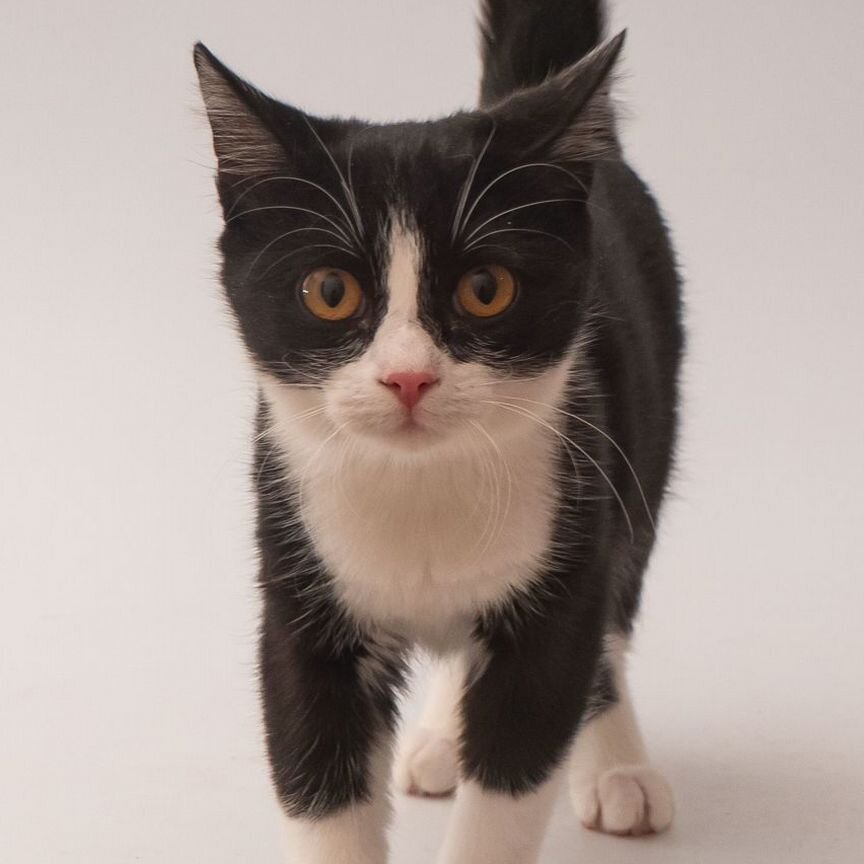 Котенок девочка маркиз
