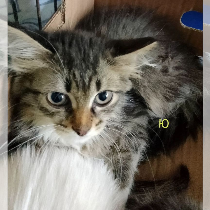 Котёнок в добрые руки