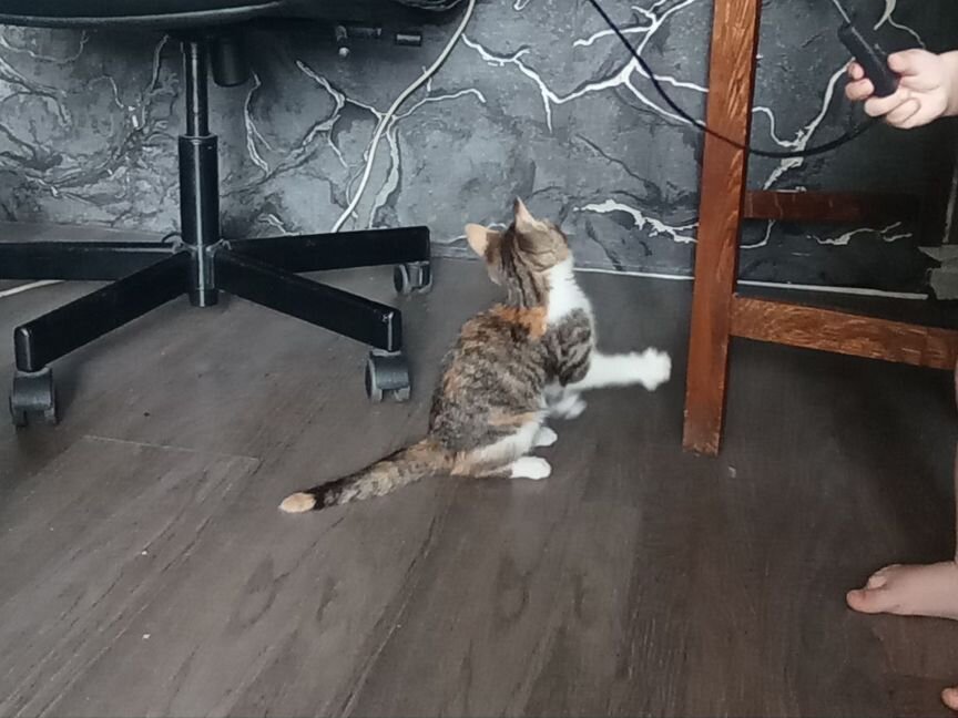 Котёночек в добрые руки