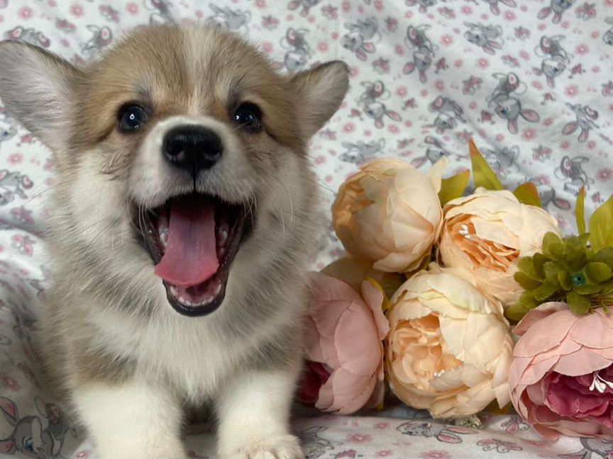 Щенки вельш кроги пемброк