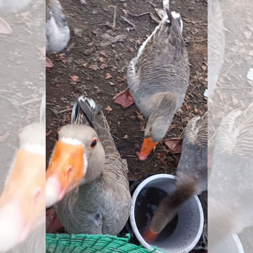 Гуси, годовалые