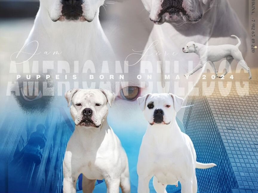 Щенки Американского бульдога