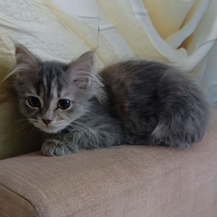 Невский маскарадный котёнок