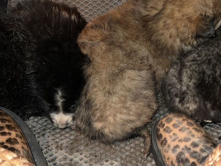 Щенята (кутята)