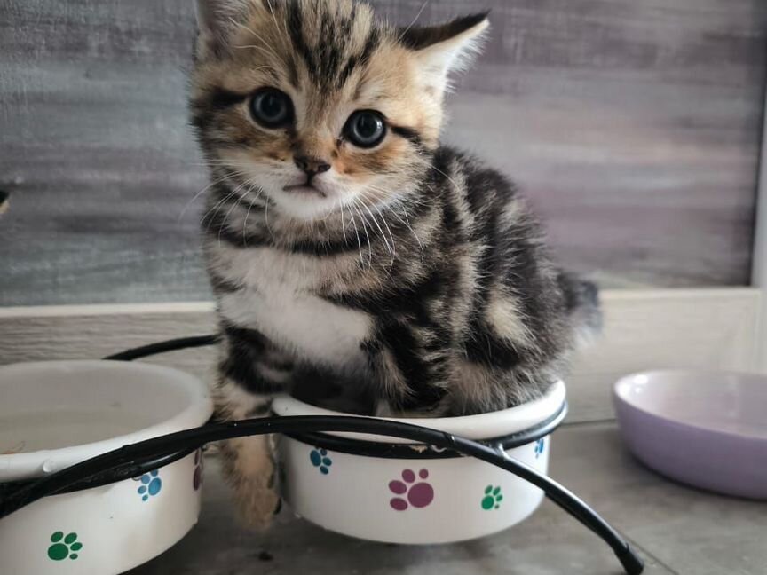 Шотландский мраморный котенок