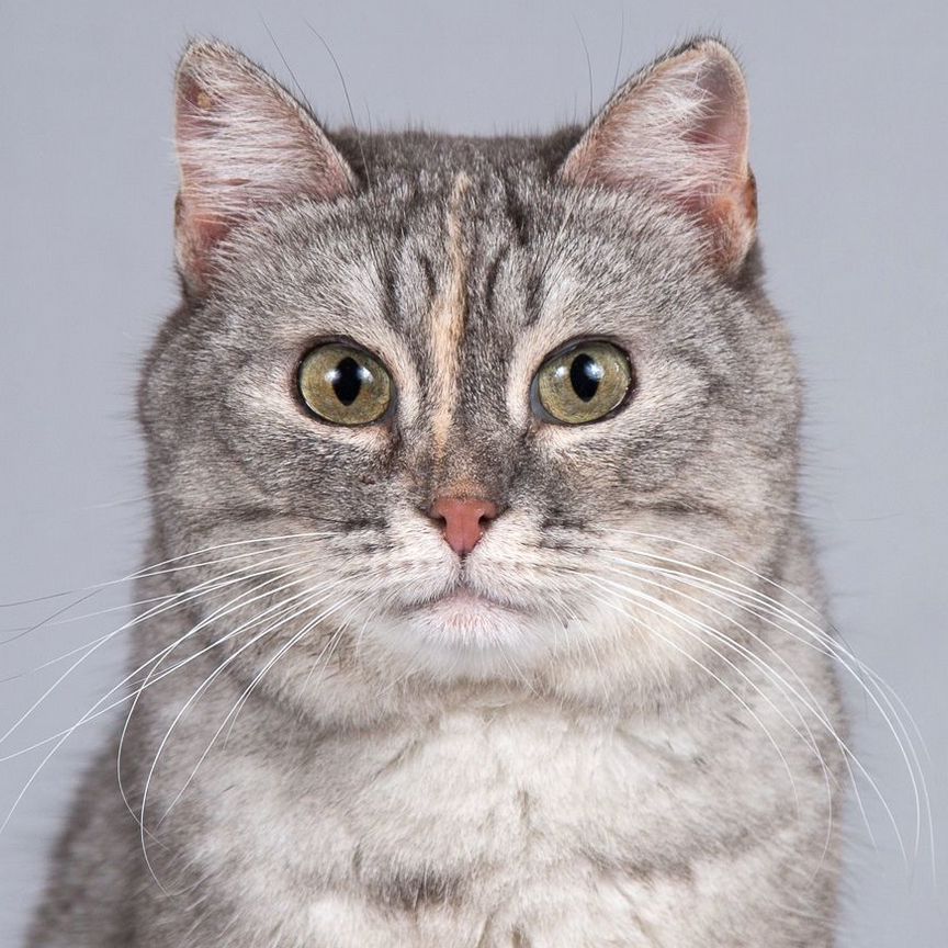 Кошечка Бритни