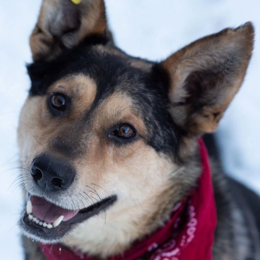 Взрослый пёс в добрые руки