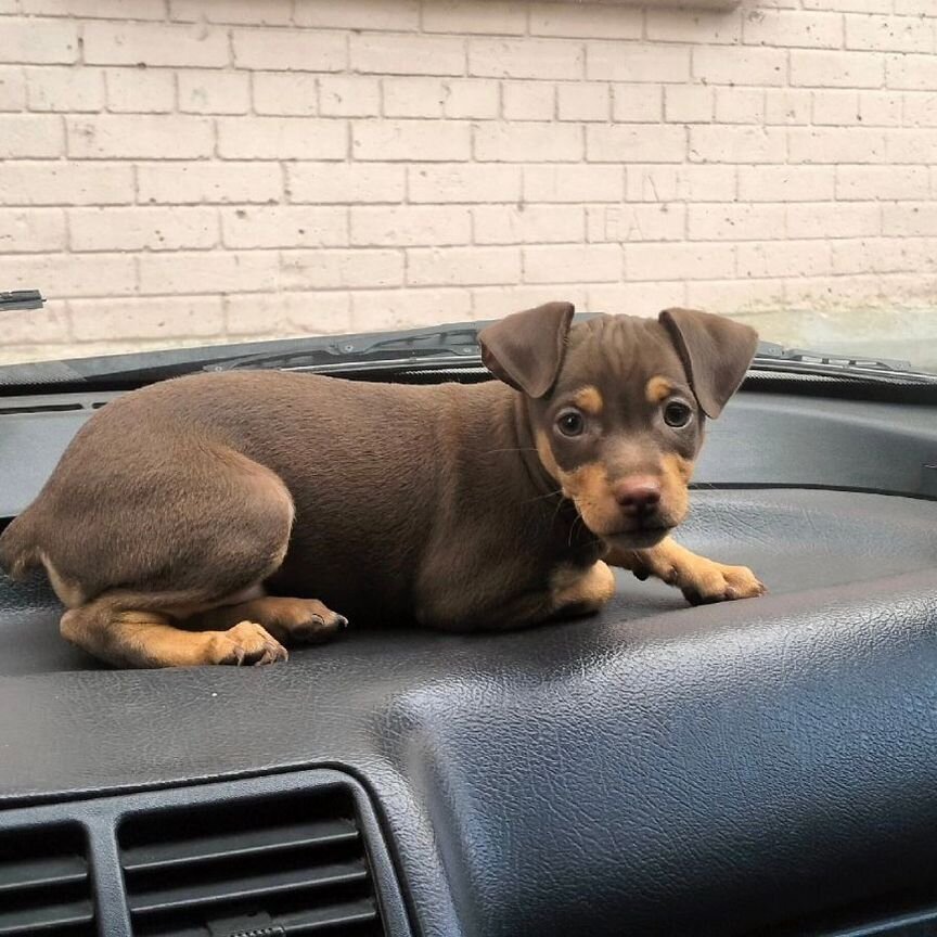 Мини той-терьер щенок