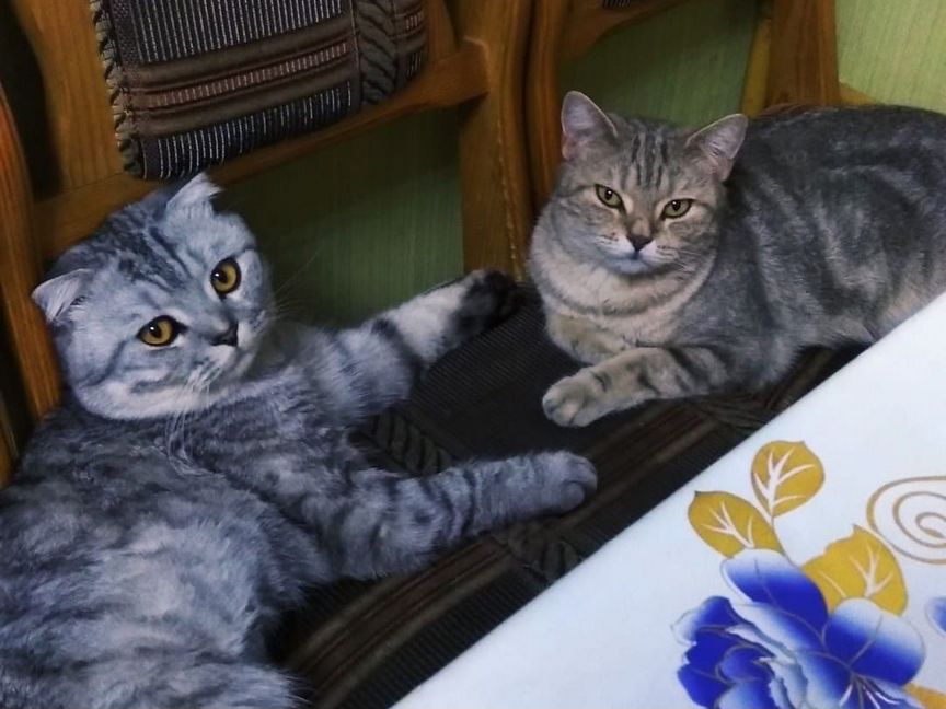 Продам котят