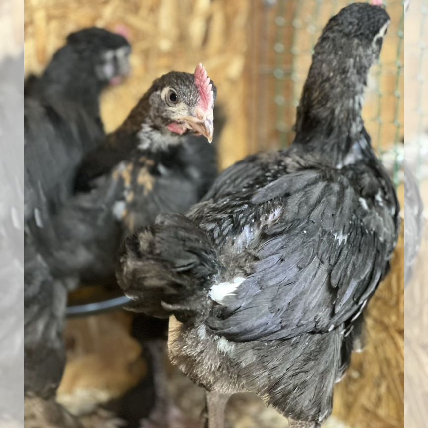 Молодые петушки маран