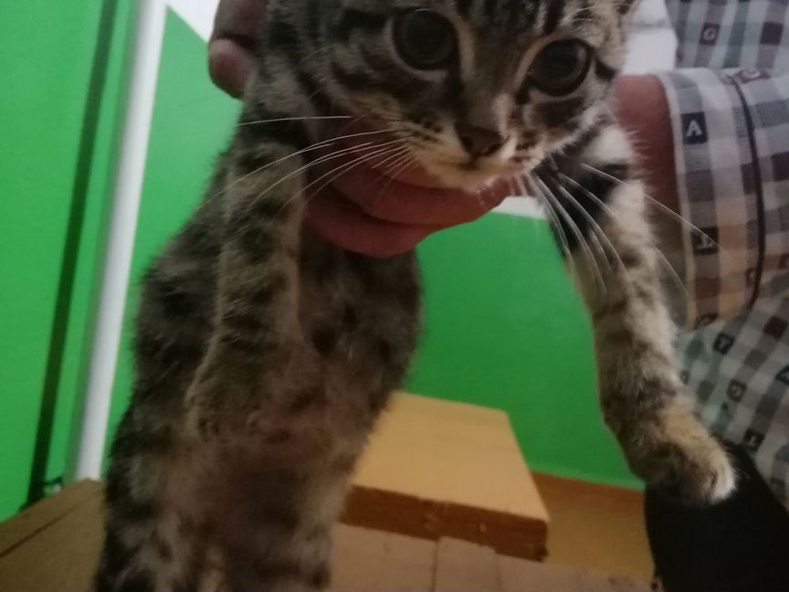 Отдам в добрые руки