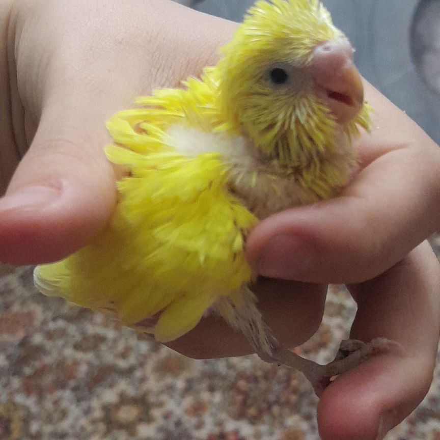 Птенец волнистика