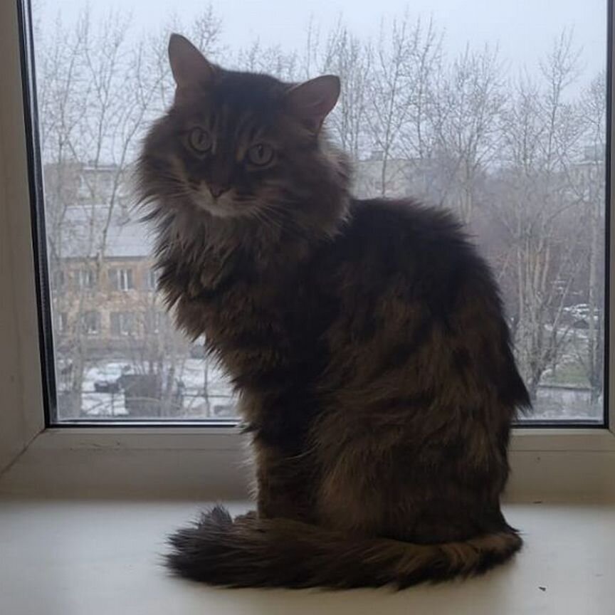 Взрослый кот в добрые руки