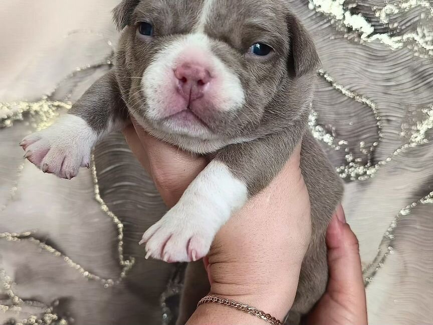 Булли покет малыши