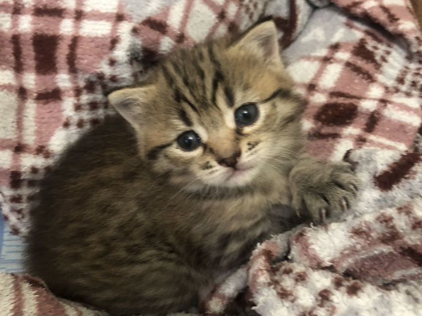 Кошка