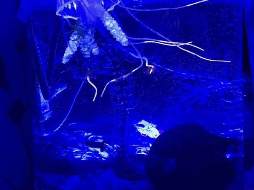 Аквариум цилиндрический