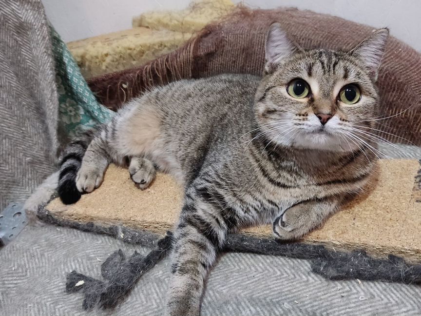 Кошечка подросточек Мая в добрые руки