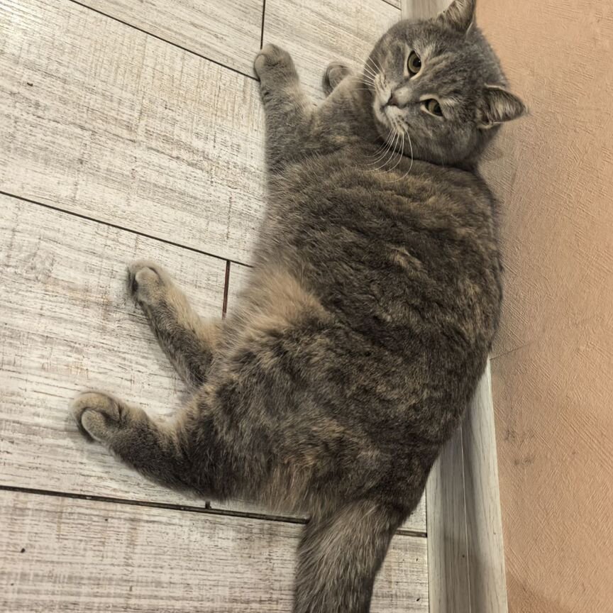 Найдена кошка