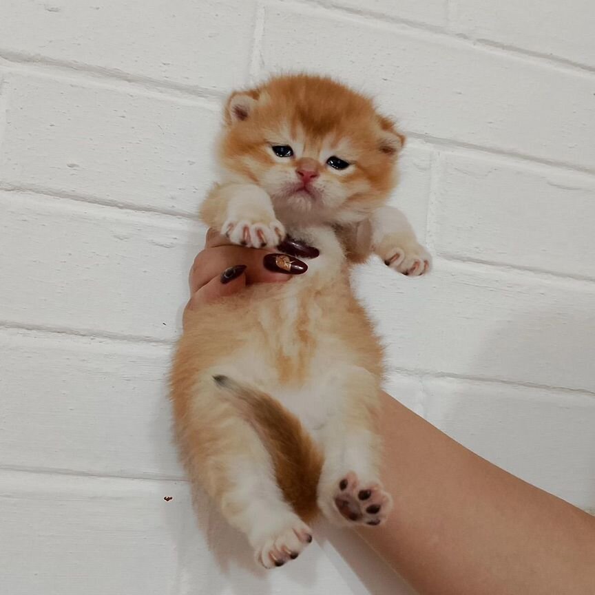 Британские золотые котята
