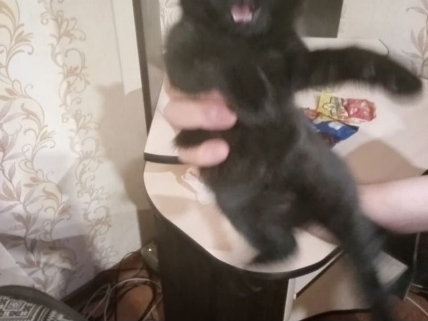 Кошки породистые вислоухие