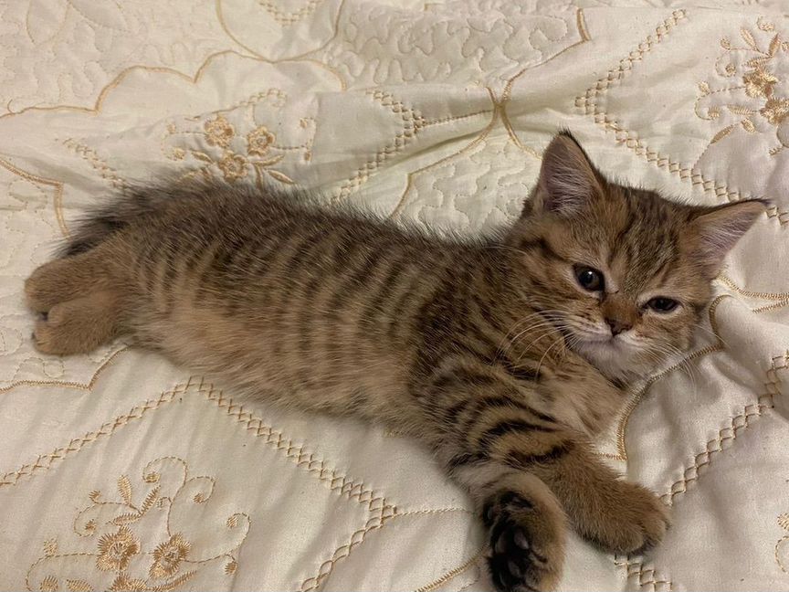 Шотладский котенок