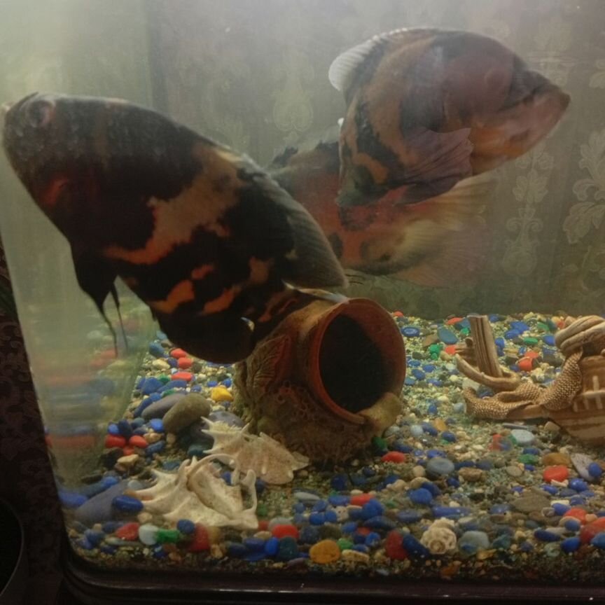 Астронотусы и др., аквариум