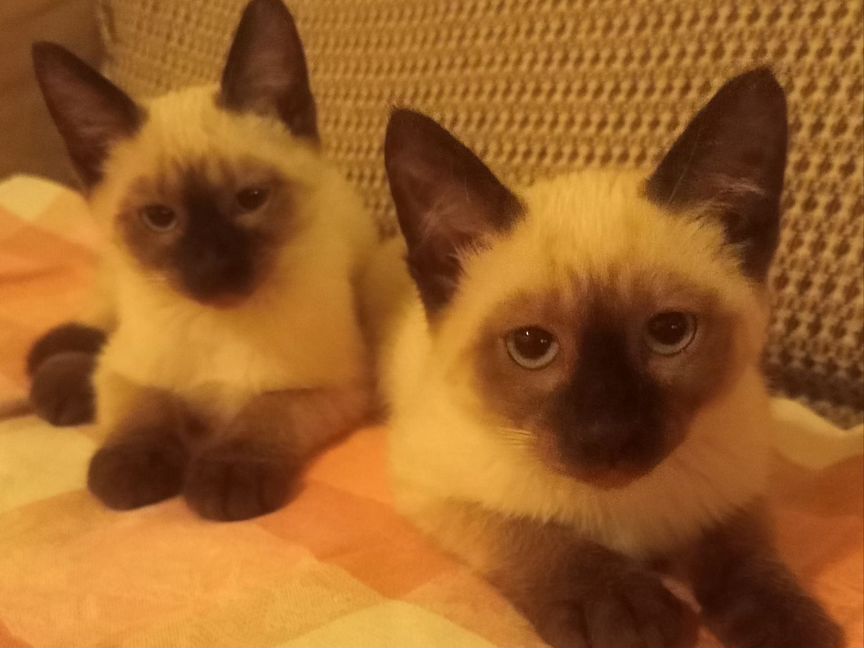 Тайские котята