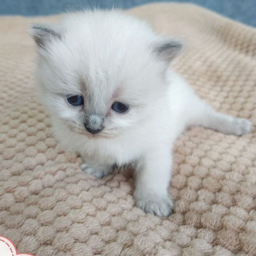 Тайский котёнок