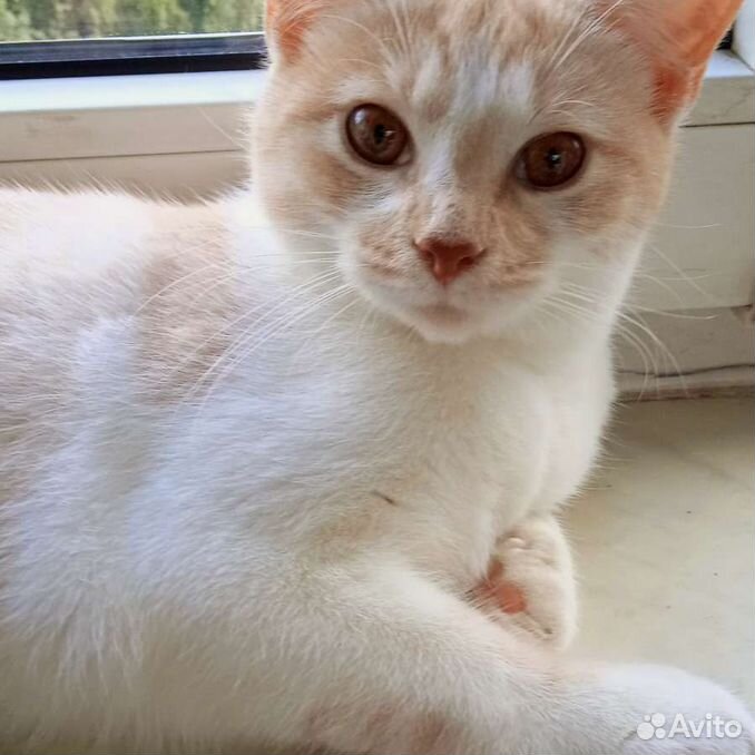 Милейший котёночек Тиффани ждёт своего хозяина