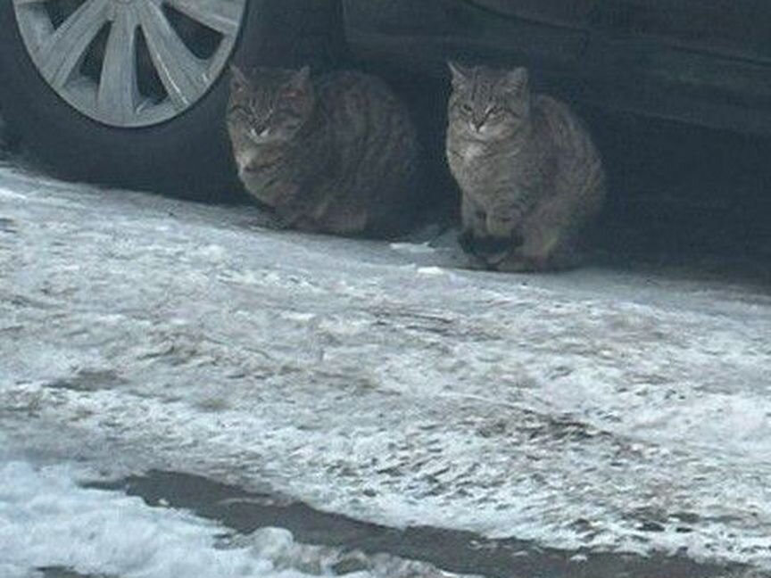 Спасите бездомных кошек