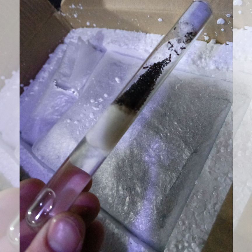 Муравьиная пробирка с муравьями Messor Structor