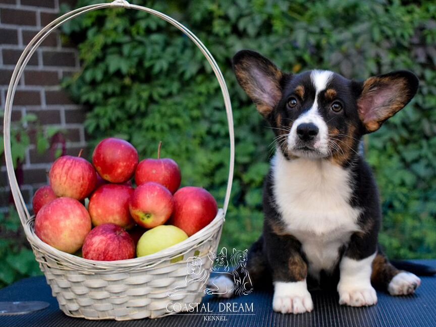 Корги кардиган щенки