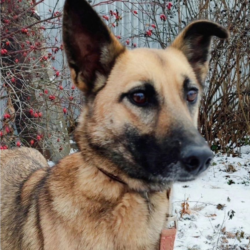 Взрослая собака в добрые руки