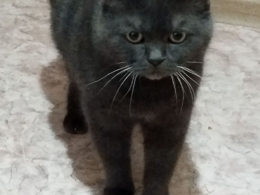 Кошка шотландка