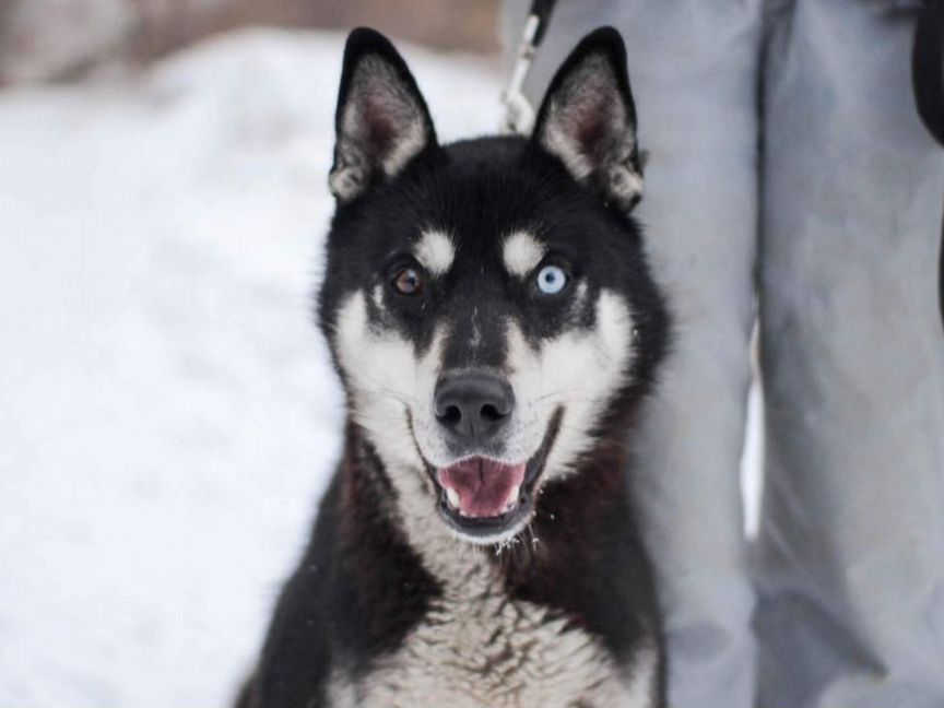 Сириус ищет дом