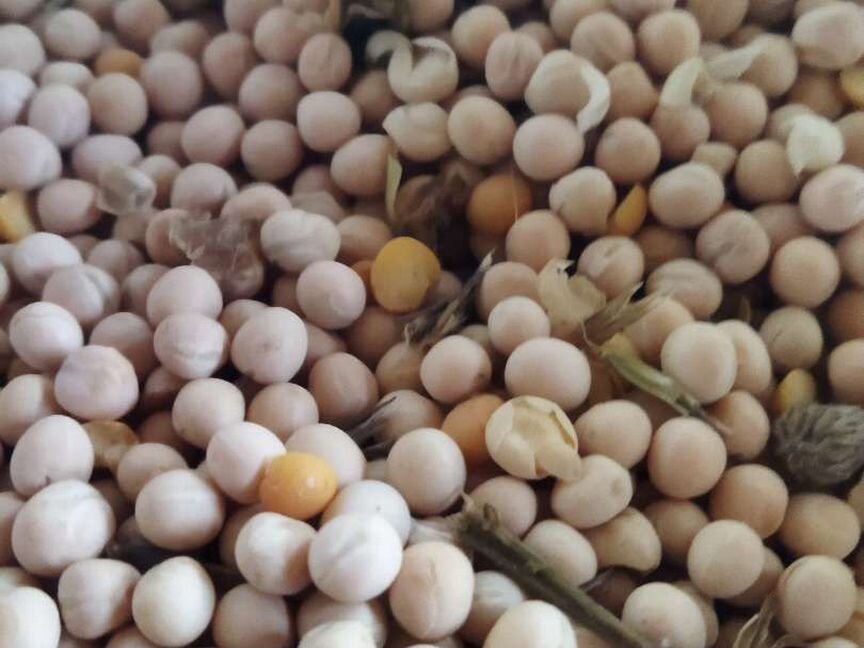 Горох, кукуруза