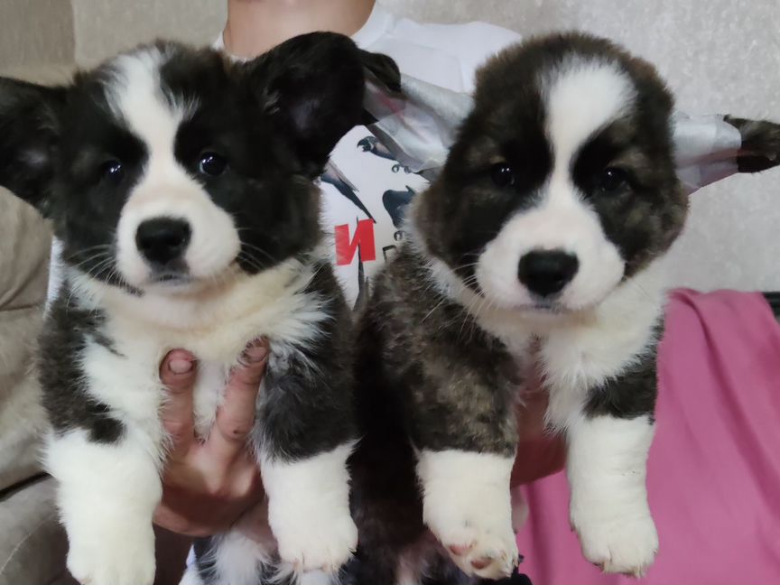 Щенки вельш-корги кардиган