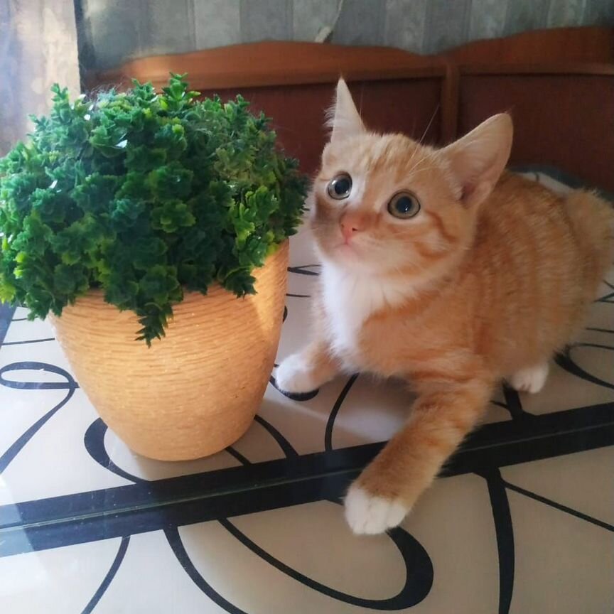 Рыжий котёнок(мальчик)