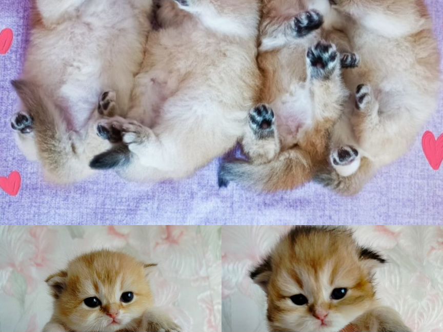 Котята золотая шиншилла