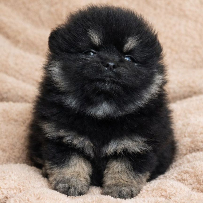 Померанский шпиц, щенок