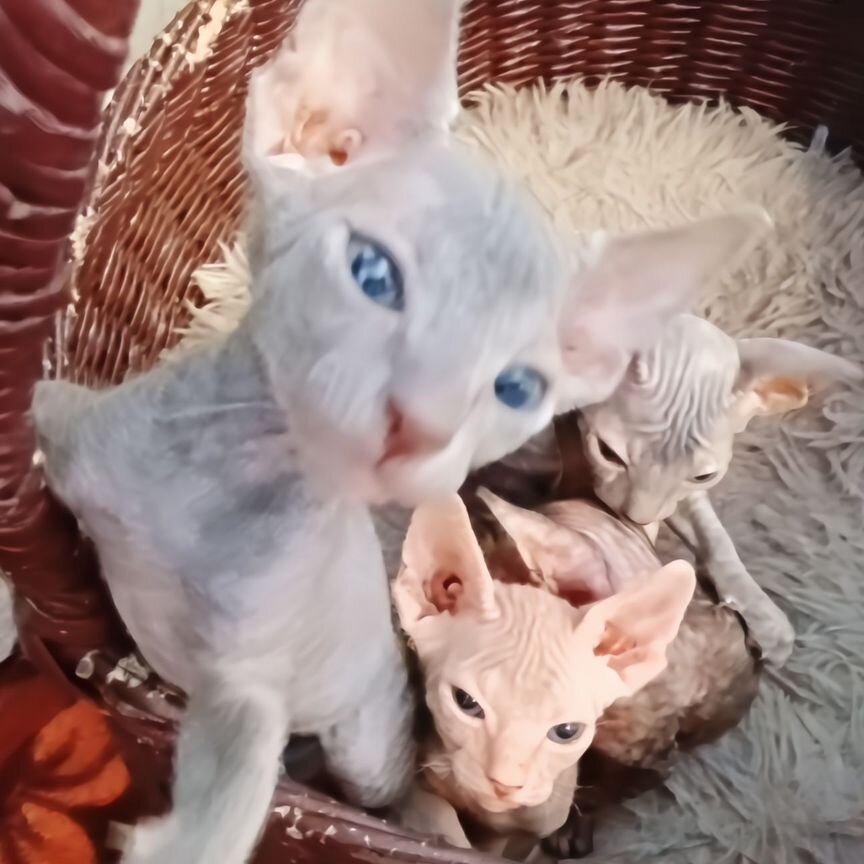 Канадский сфинкс котёнок