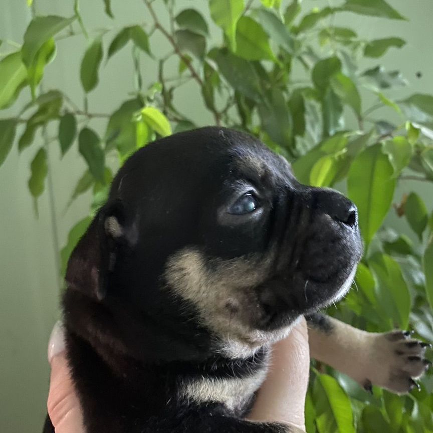 Черный трик американский булли