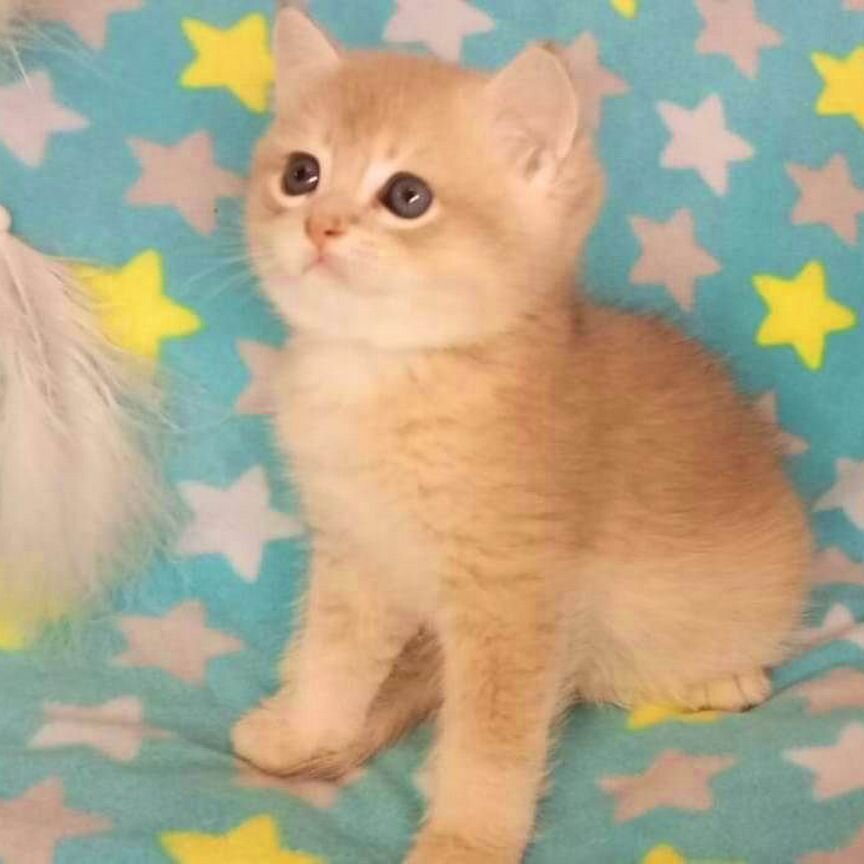 Котята окраса Голубое золото ау 11
